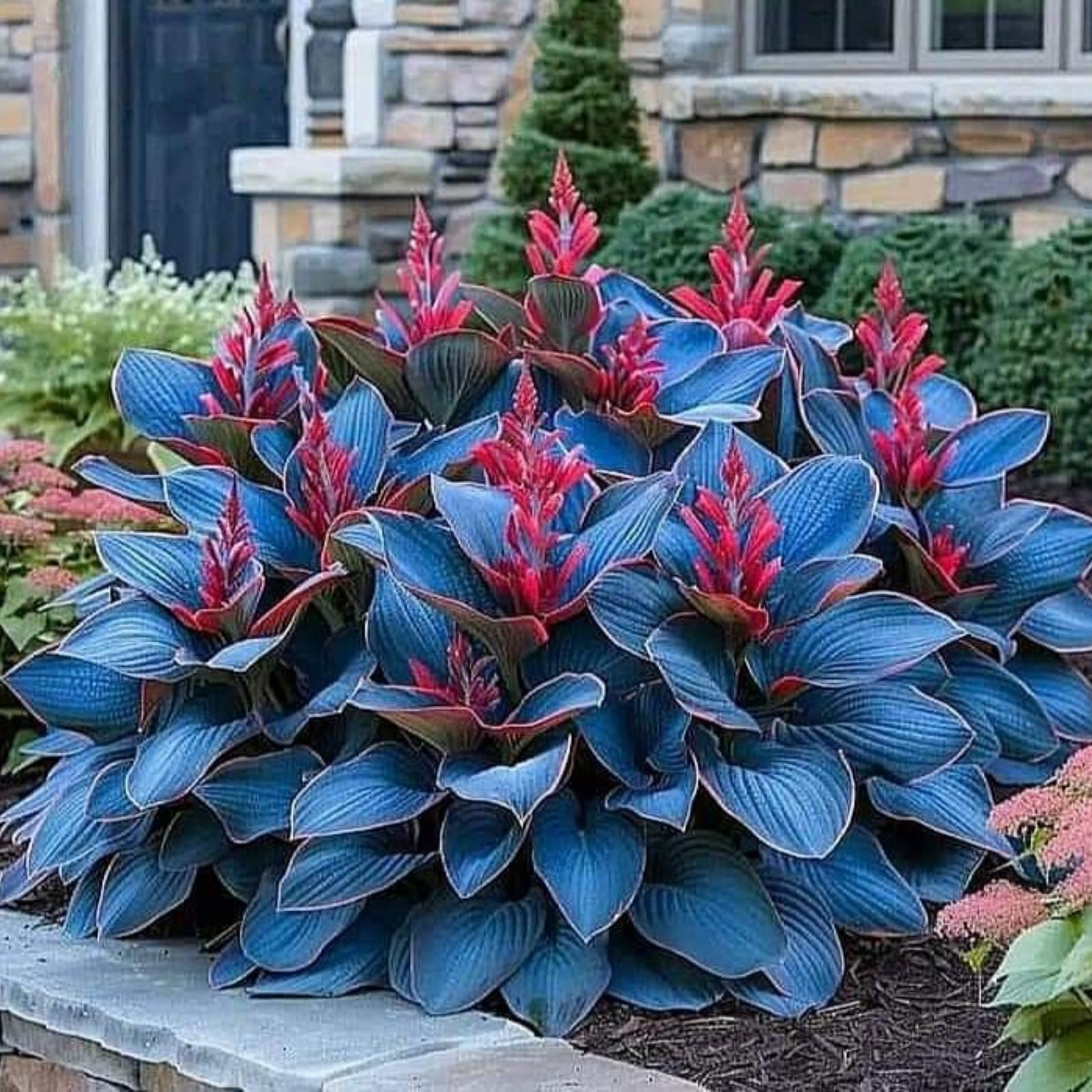 Gardening Plants Hosta - Flower Bed Decoration, Perennial Plant, (Shade ...