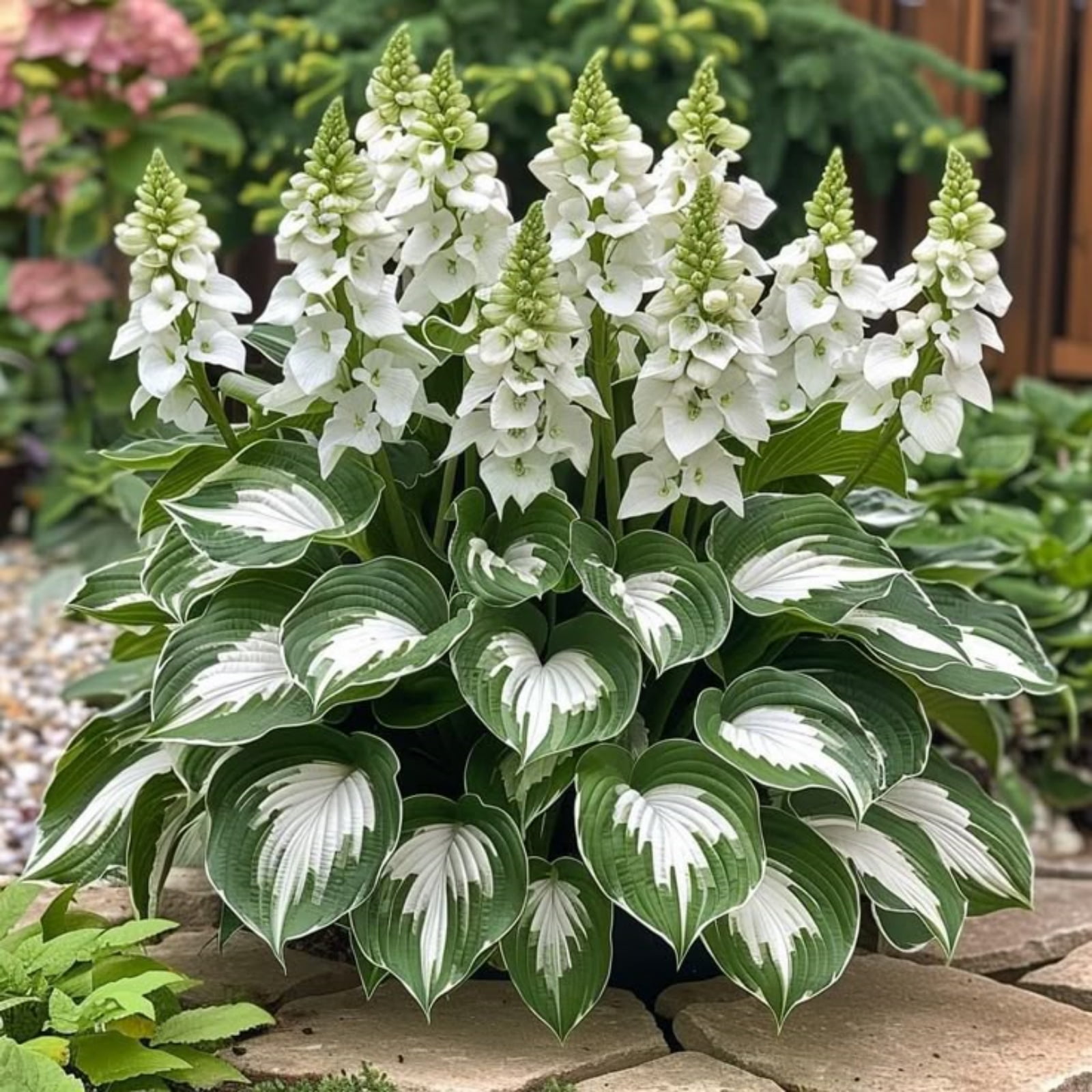 Gardening Plants Hosta - Flower Bed Decoration, Perennial Plant, (Shade ...