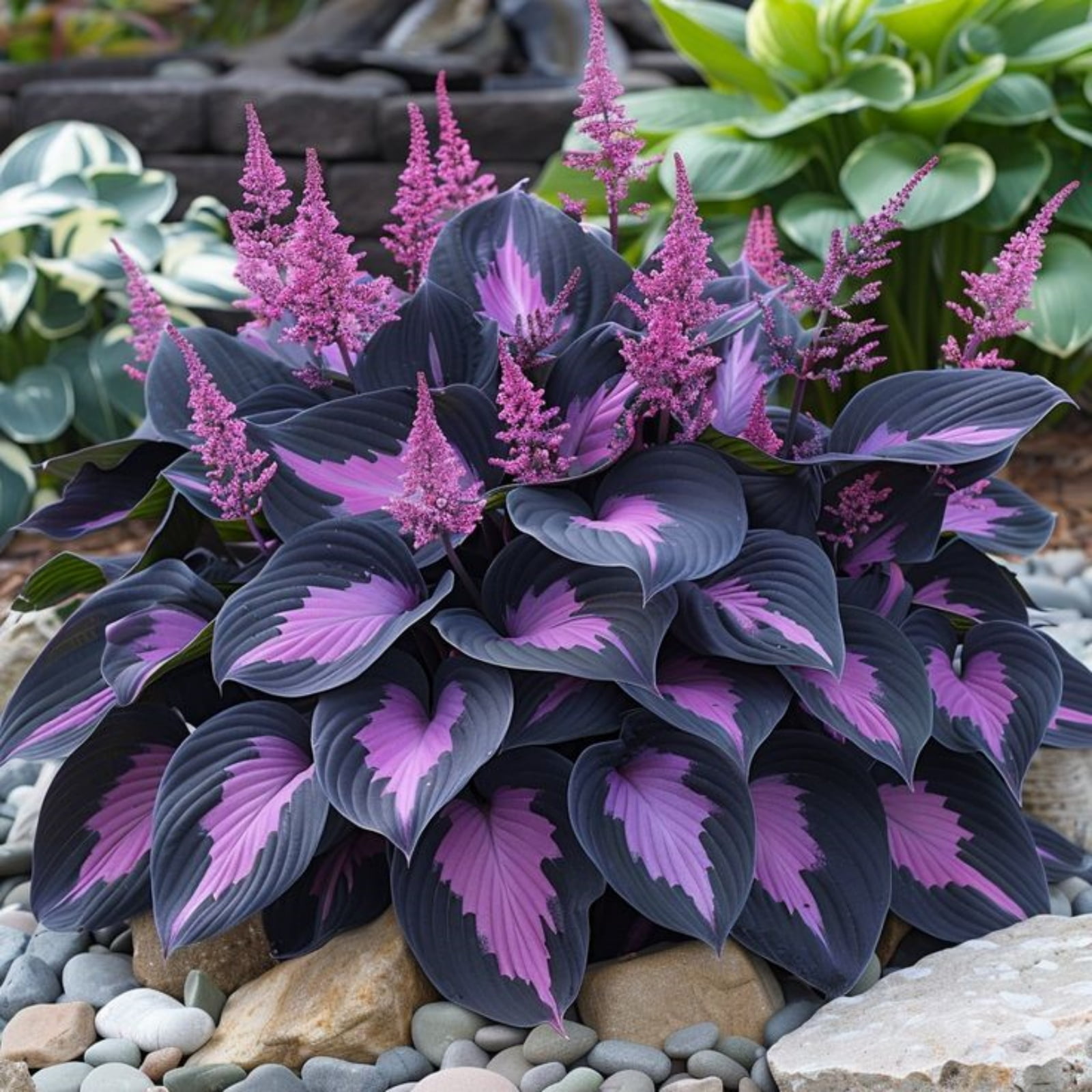 Gardening Plants Hosta - Flower Bed Decoration, Shade-Tolerant And Easy To Grow, (Perennial ...