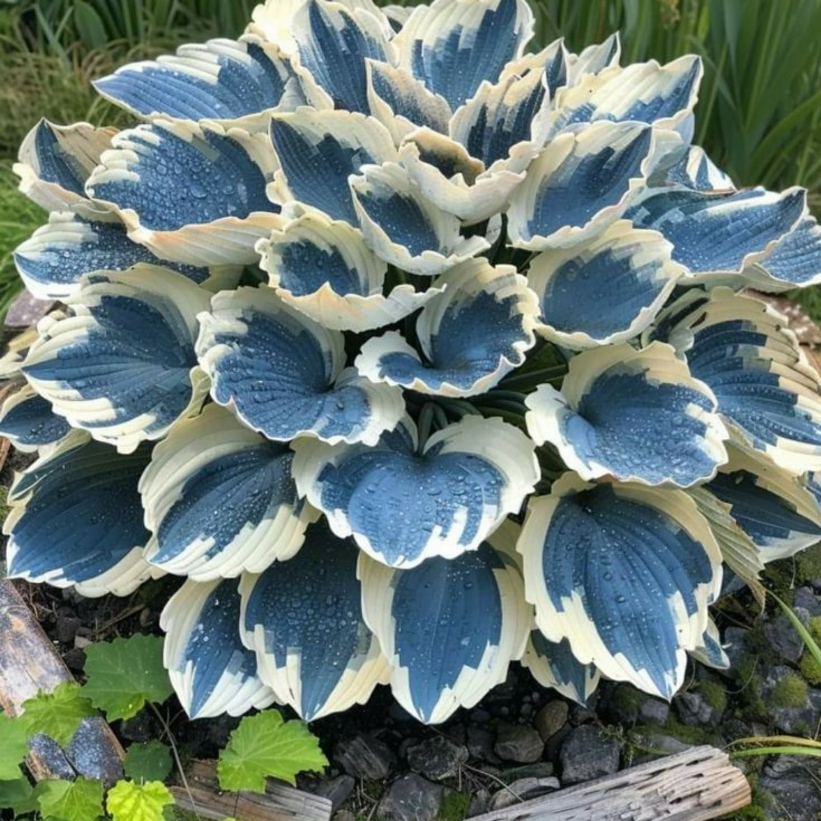 Gardening Plants Hosta - Flower Bed Decoration, Shade-Tolerant And Easy To Grow, (Perennial ...