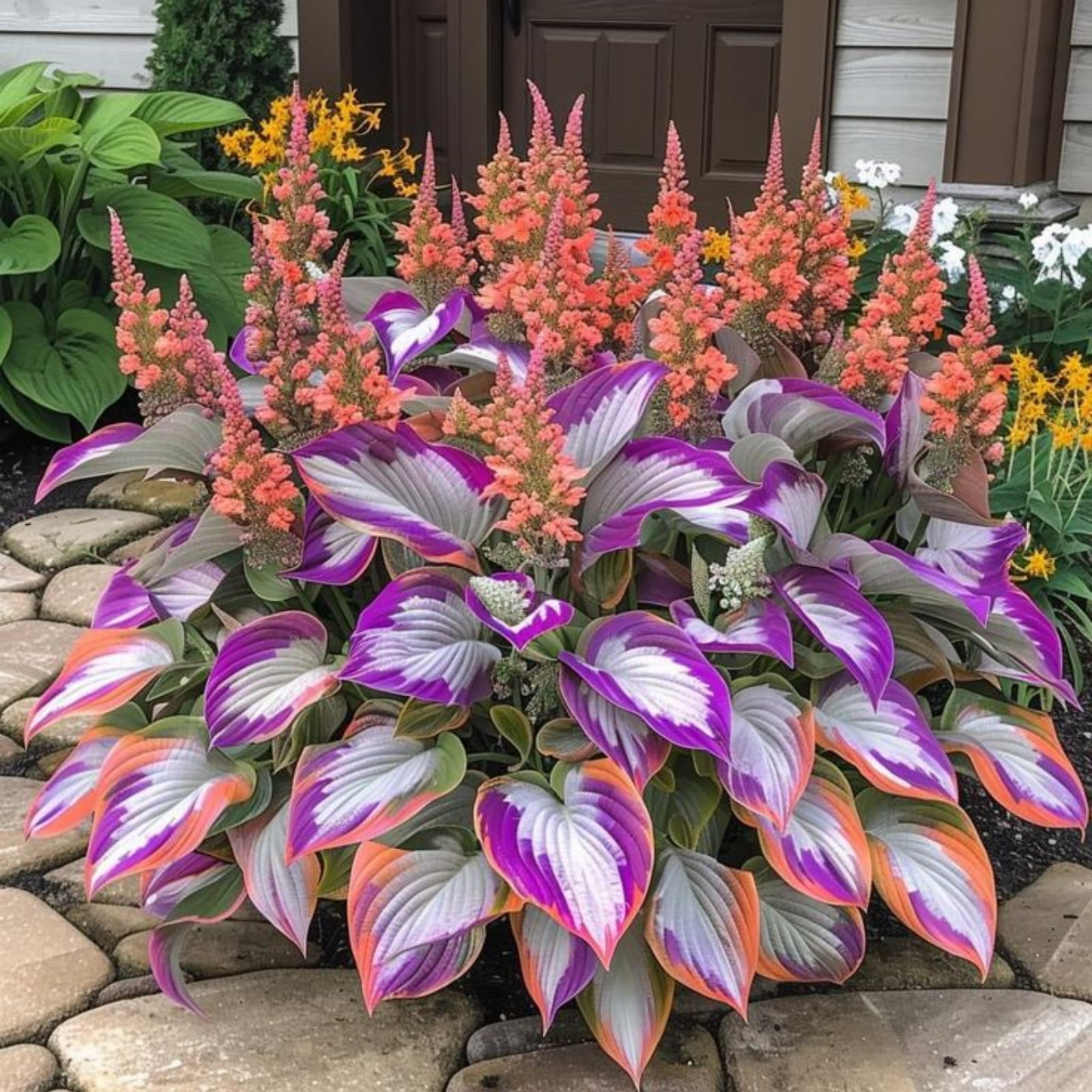 Gardening Plants Hosta - Flower Bed Decoration, Shade-Tolerant And Easy To Grow, (Perennial ...