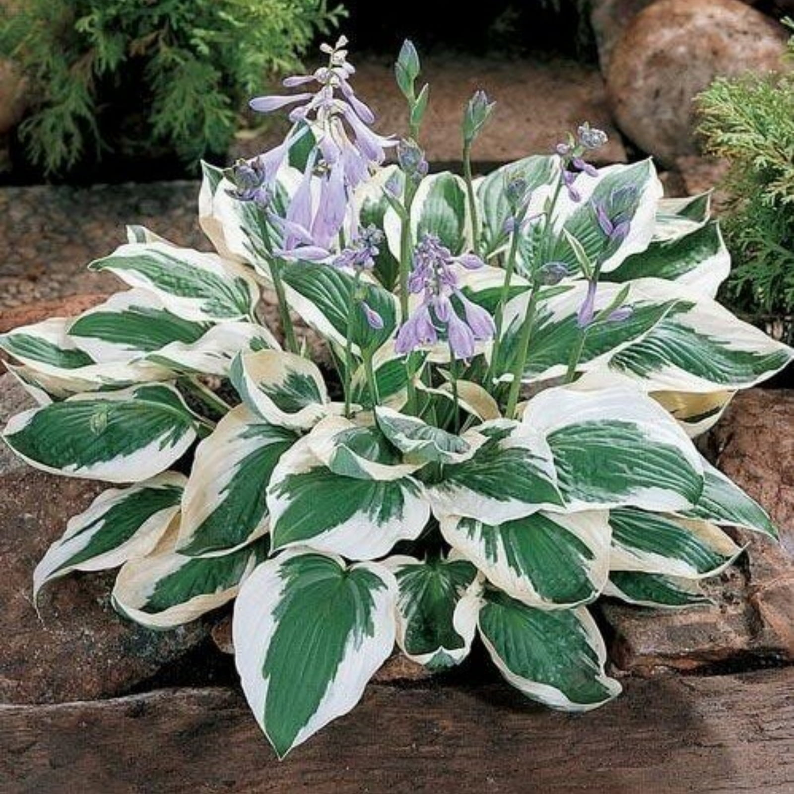 Gardening Plants Hosta - Flower Bed Decoration, Shade-Tolerant And Easy ...