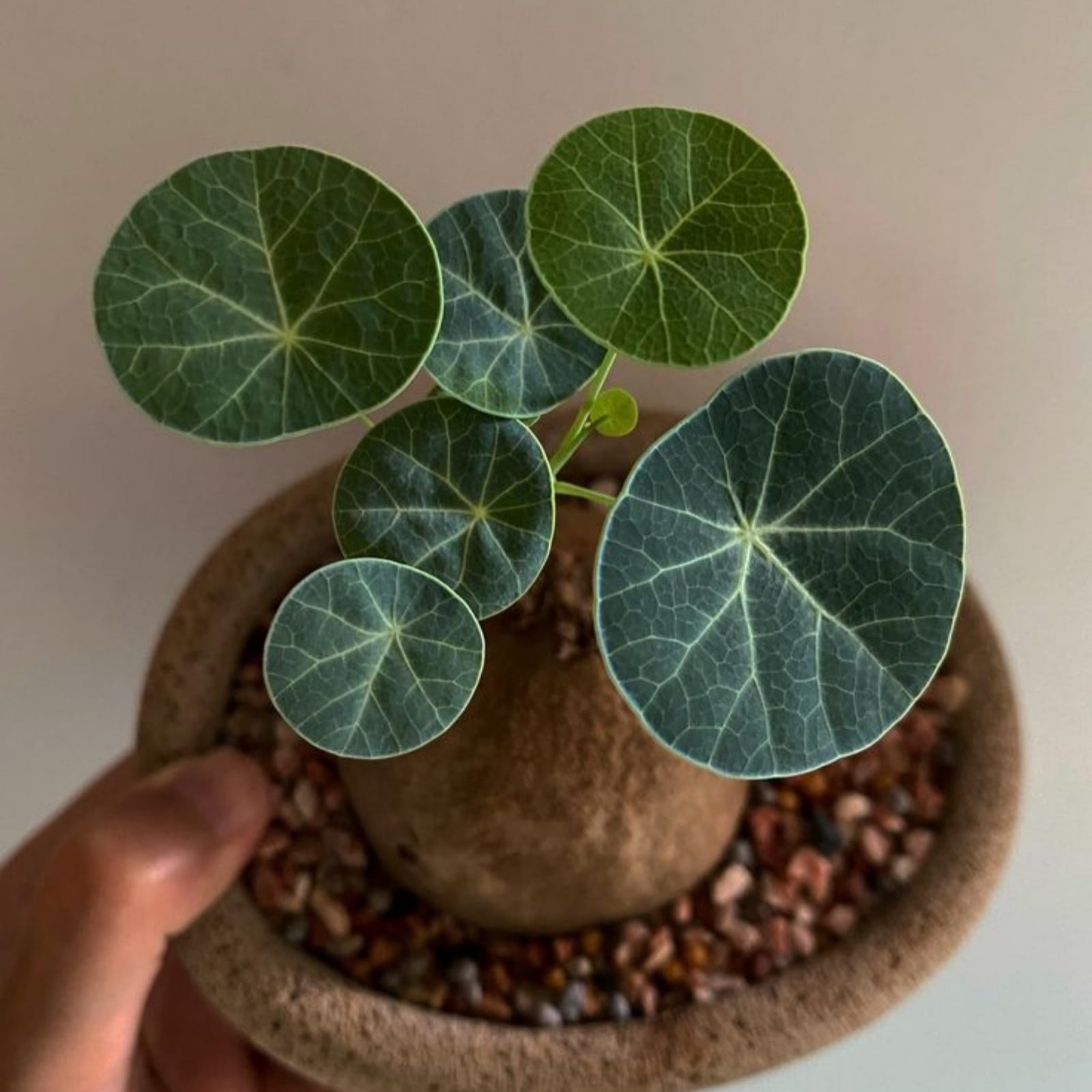 Gardening--Stephania erecta plant bulbs--Home Garden Decoration ...