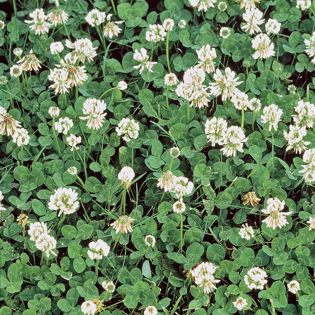 Gardens Alive! White Dutch Clover Planting Lawn, Erosion Control Seeds ...
