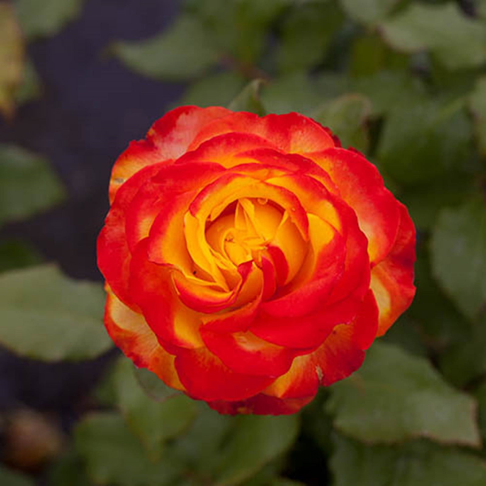 Gardens Decoration,Rose, Perennial, Professional Planting, For sale ...