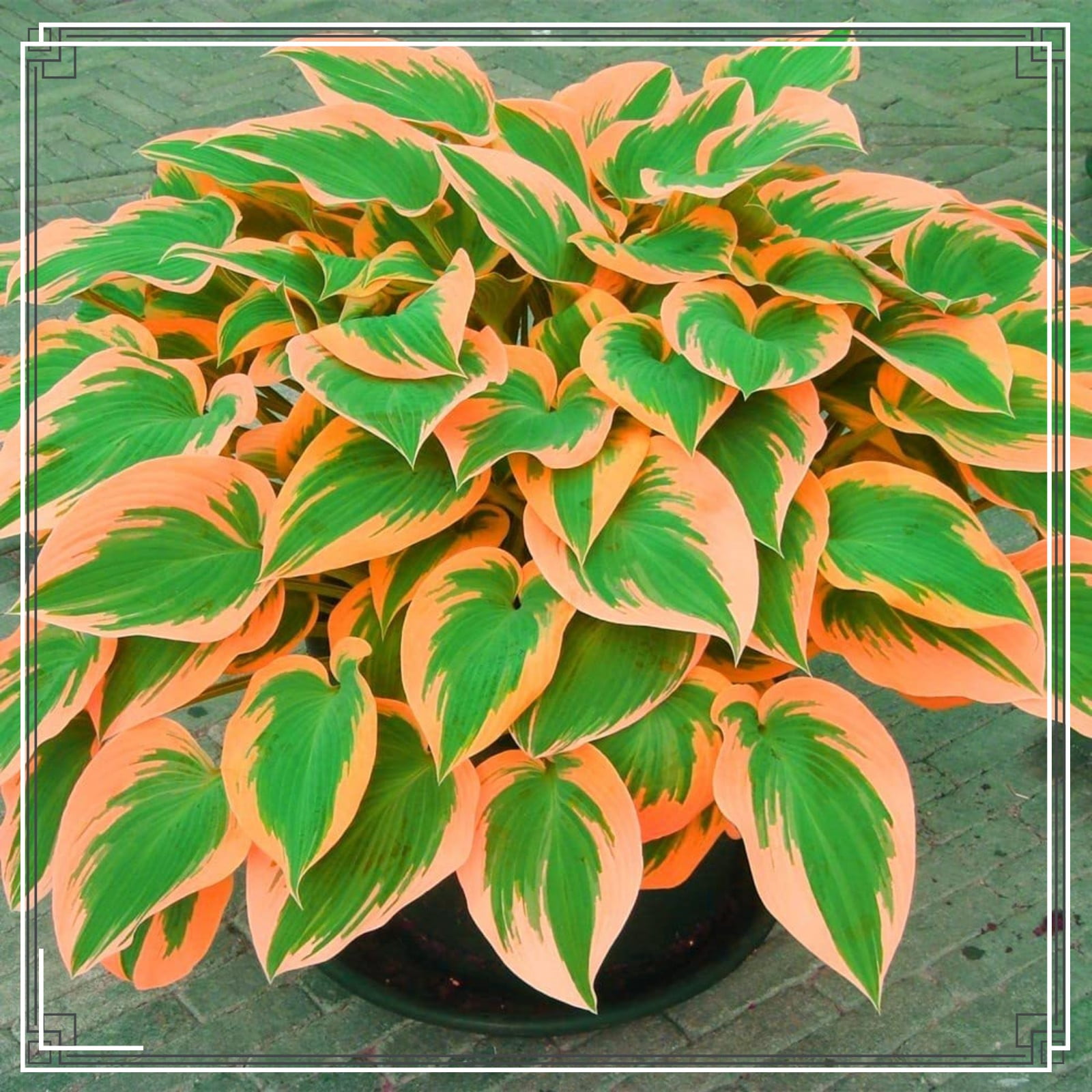 Gardens Gift Ready(Hostas)Beautiful Holiday Decoration - Walmart.com