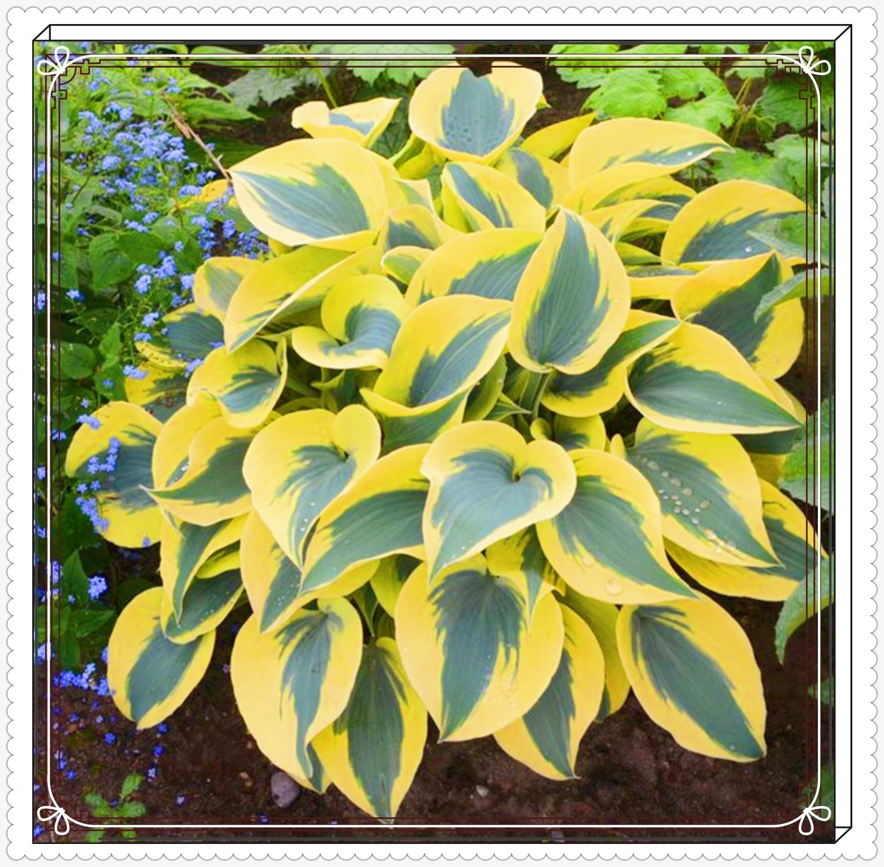 Gardens Gift Ready(Hostas)Beautiful Holiday Decoration - Walmart.com