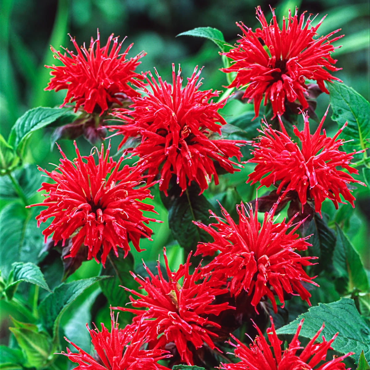 Gardenview Scarlet Red Flowering Bee Balm Dormant Bare Root Perennial ...