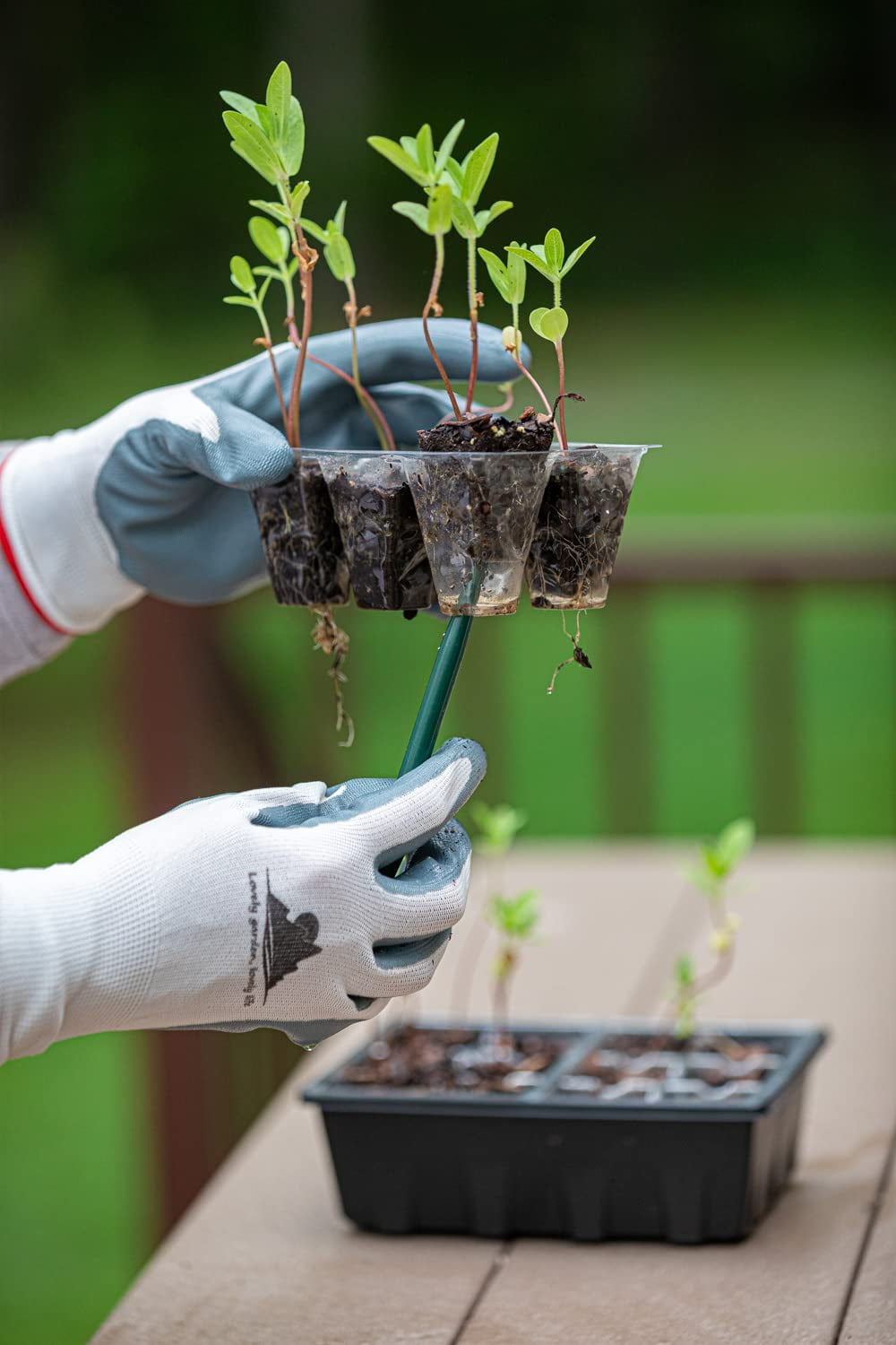 Gardzen 10 Pack AJH3 Push-Up Seed Starting Tray, Pop Up Plant ...