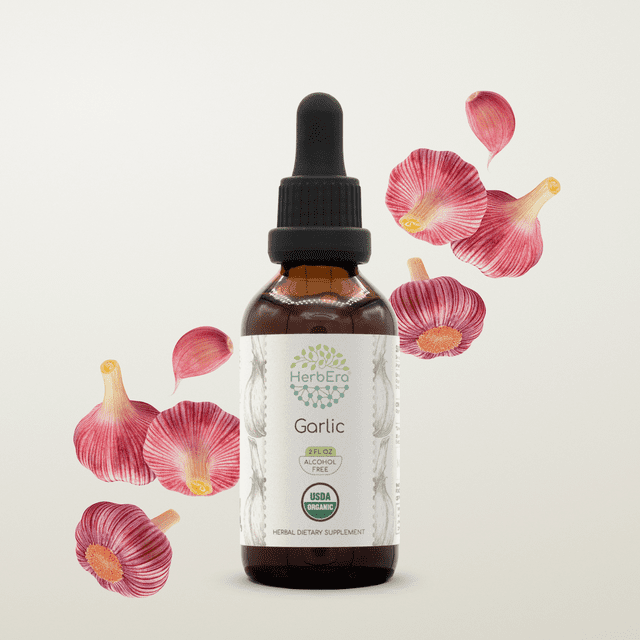 HerbEra Garlic Tincture, Organic Herbal Dietary Supplement for Immune ...
