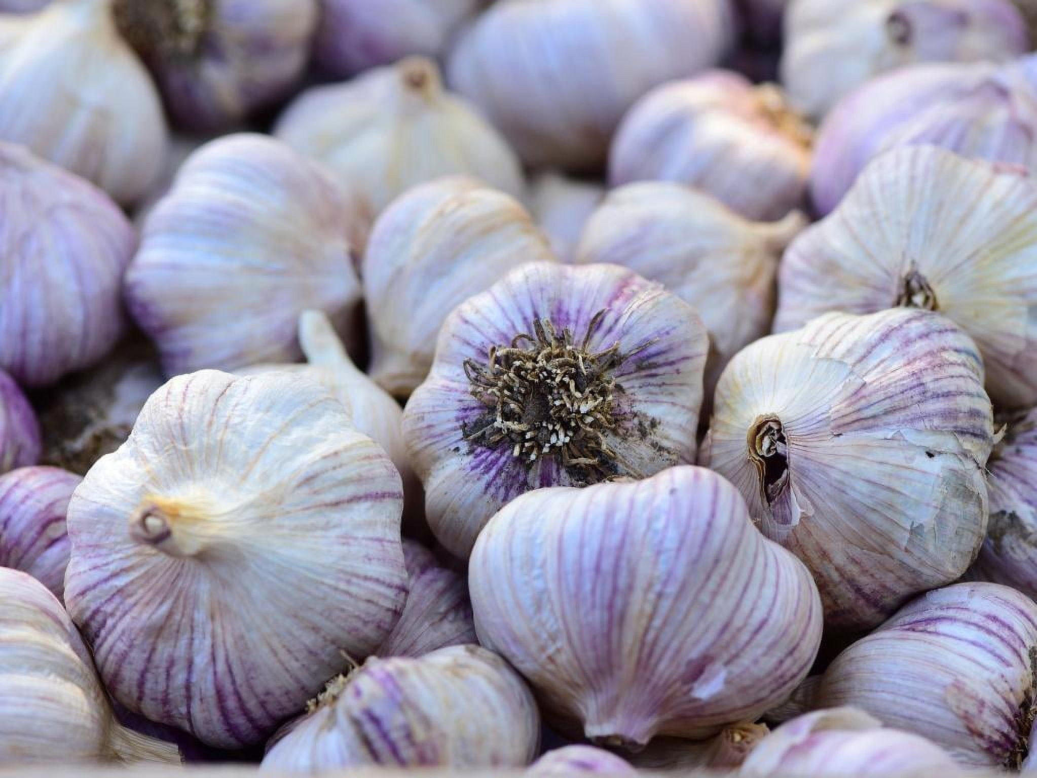 Purple Garlic Bulb (20 Pack), Fresh Siberian HARDNECK Garlic Bulb for ...