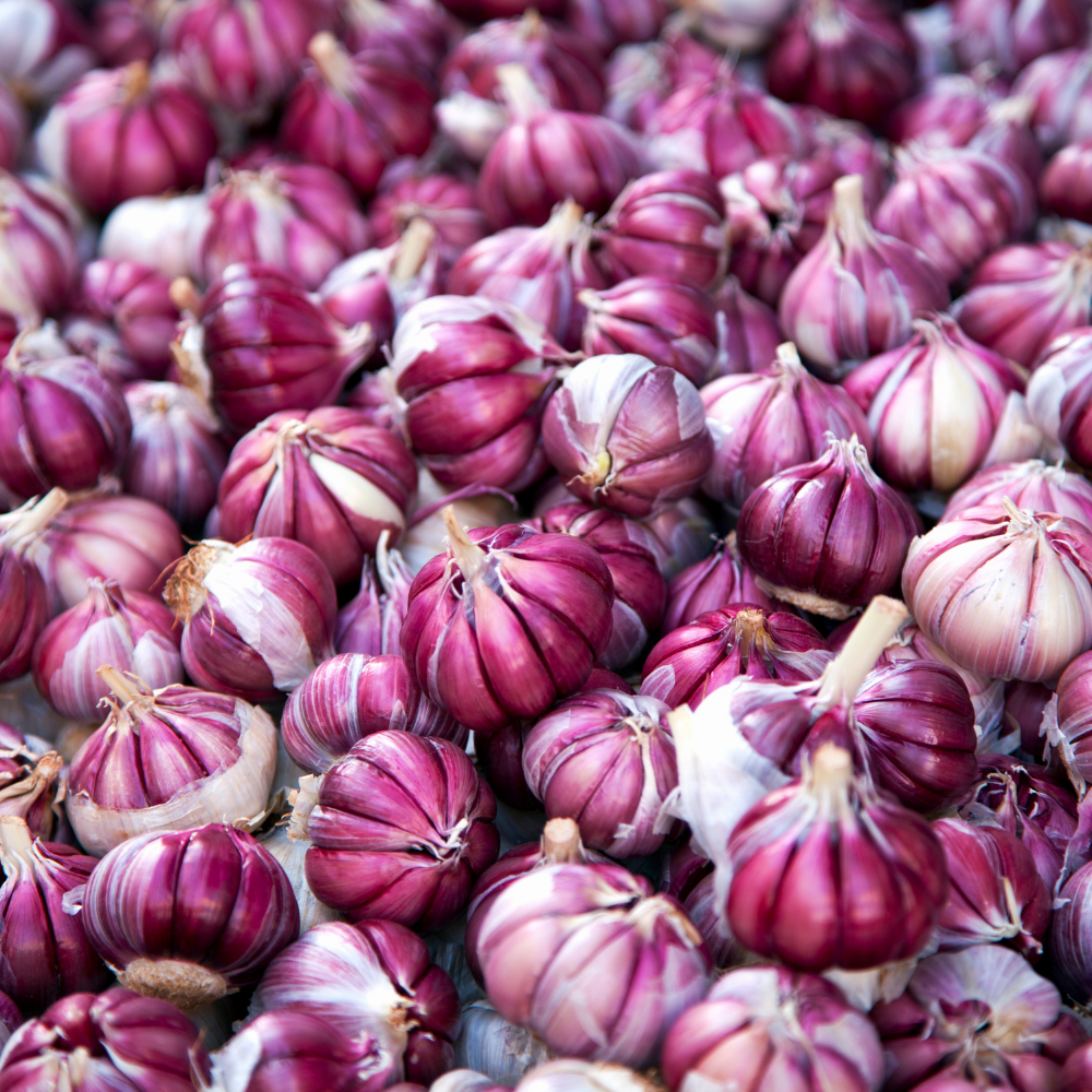 Garlic Bulbs for Planting, 4 Bulbs Purple Garlic Bulbs for Gardening ...
