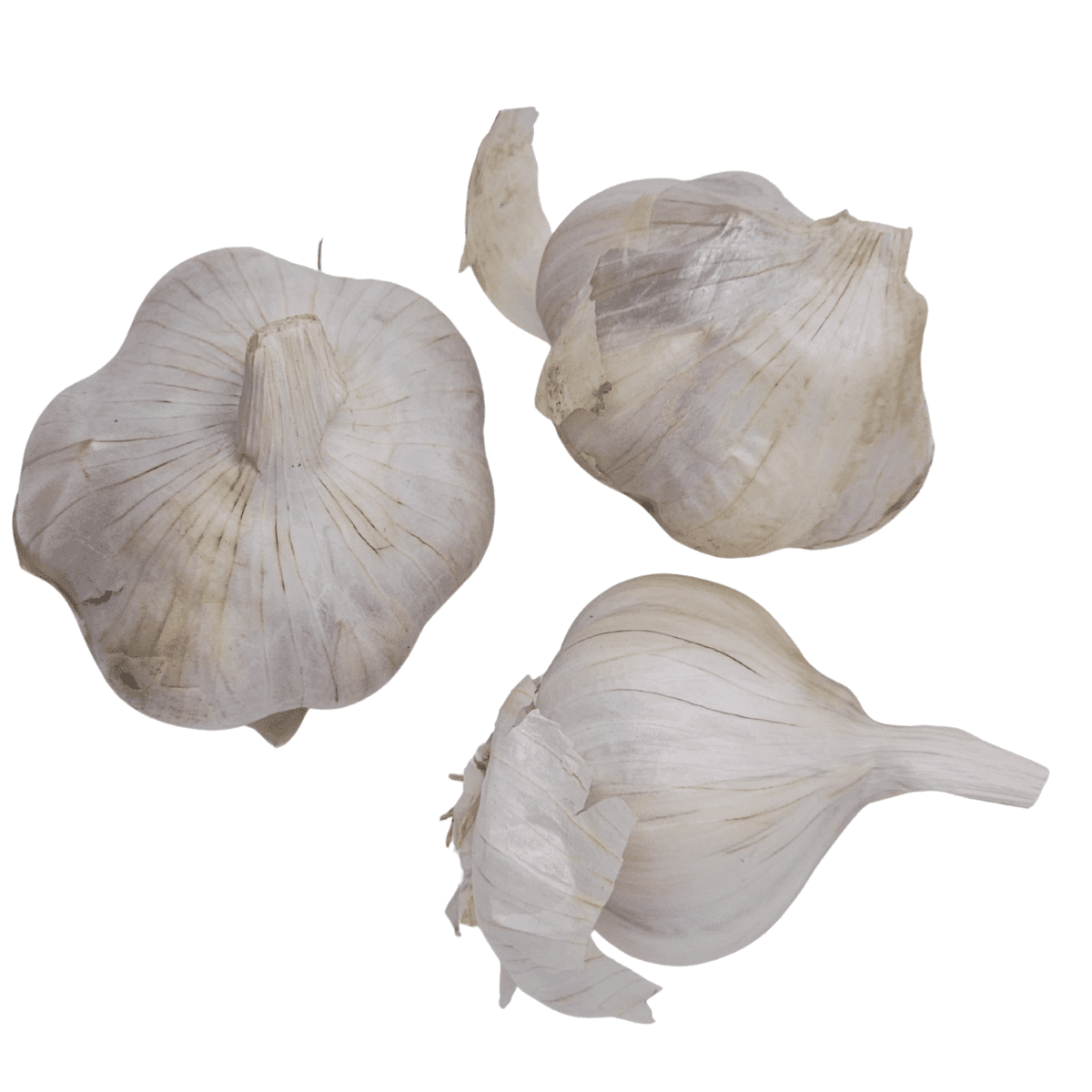 Garlic, California Late Softneck (Allium sativum) Three (3) Organic ...