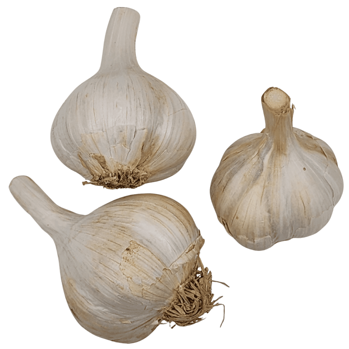 Garlic, German Red Hardneck (Allium sativum) Three (3) Organic Bulbs ...