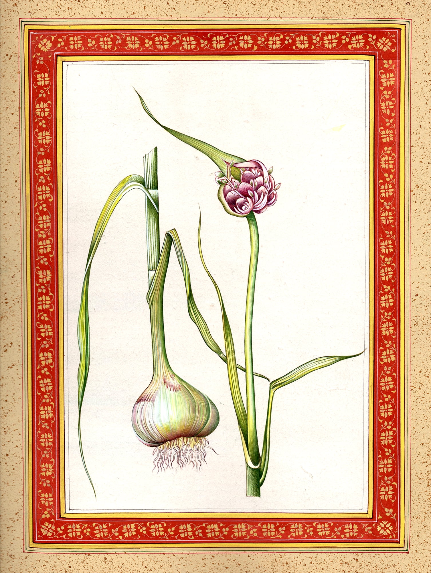 Garlic Plant - Water Color Painting on Paper - Artist: Kailash Raj ...