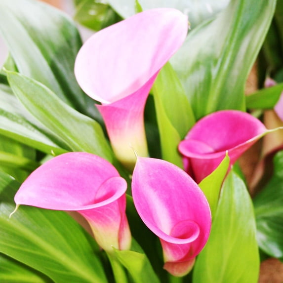 Holland Bulb Farms Garnet Glow Calla Lily Bulbs, Hot Pink Magenta ...