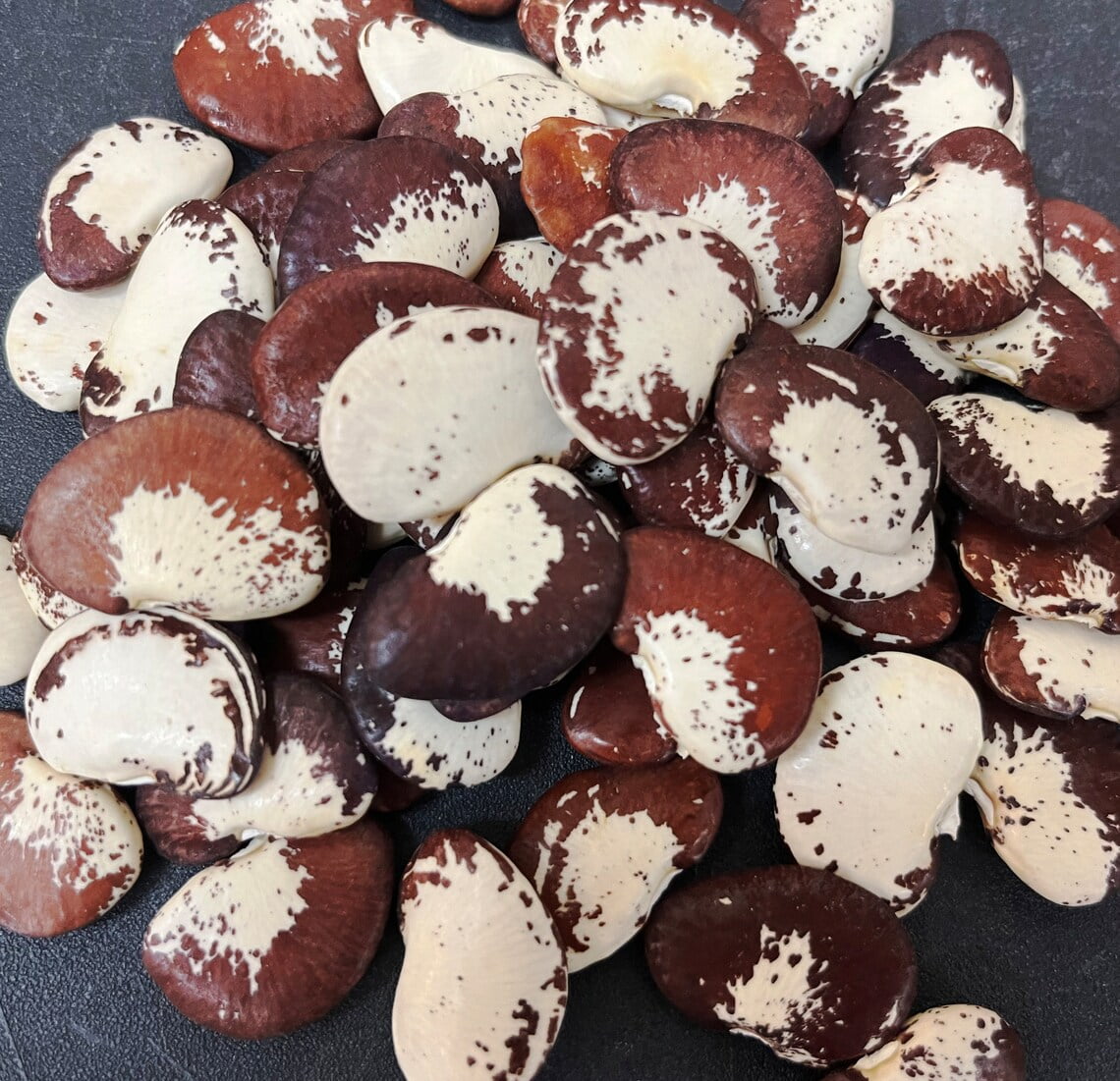 Sherwood's Seeds Garrofon Butter Bean Valencian Paella "Pintat" Seed ...