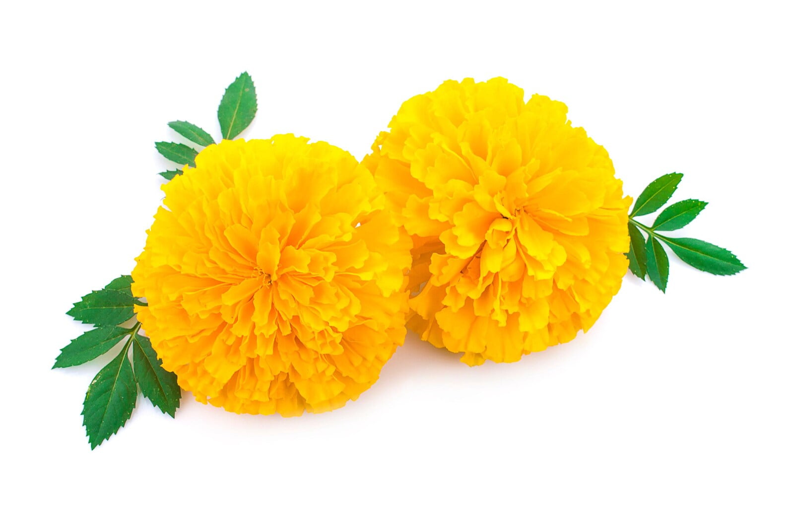 Garuda Yellow Marigold Cut Flower Seeds for Planting Packet - Walmart.com
