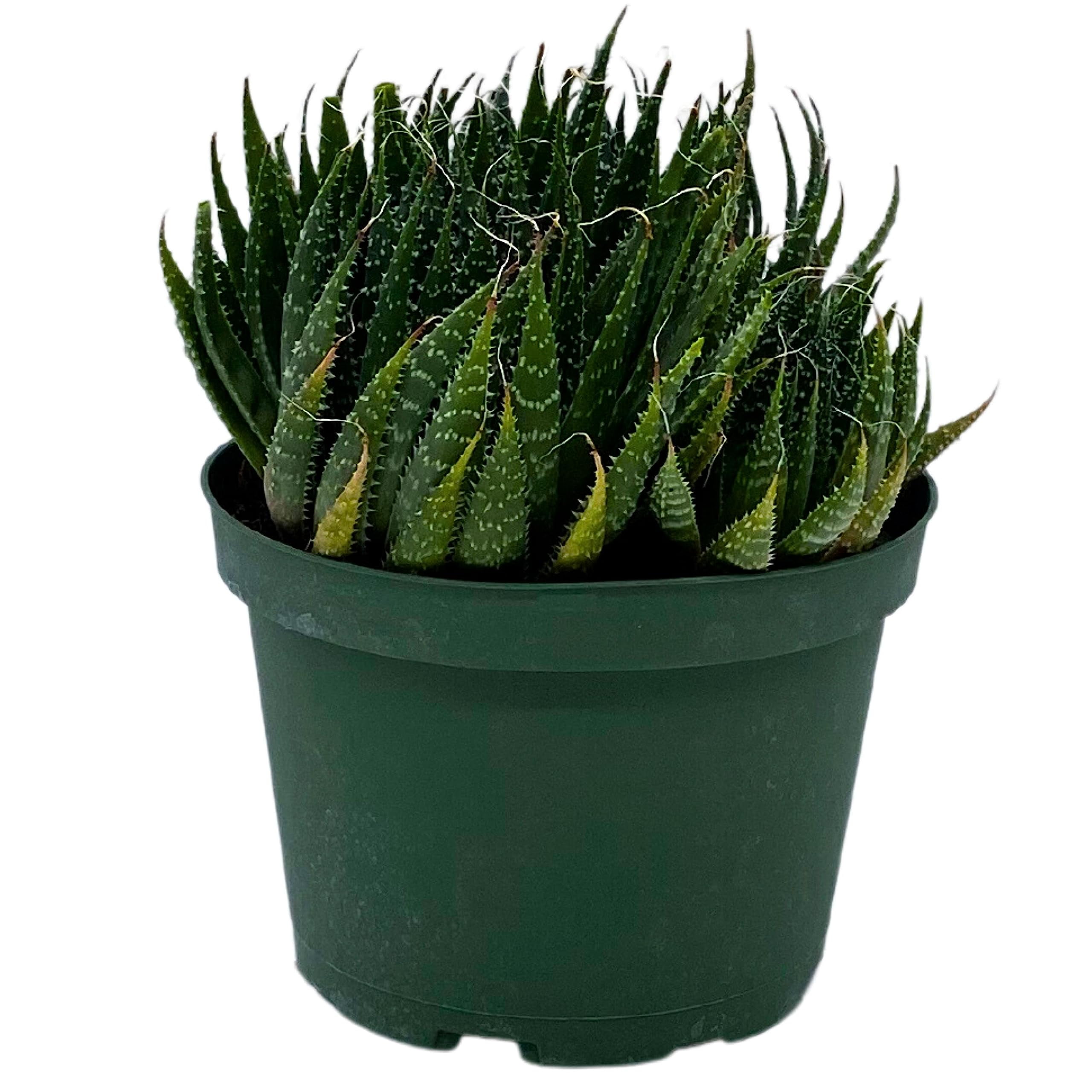 Gasteria Flow Aloe Haworthiodes, Aloe Flow, Ox-Tongue, Cow-Tongue ...