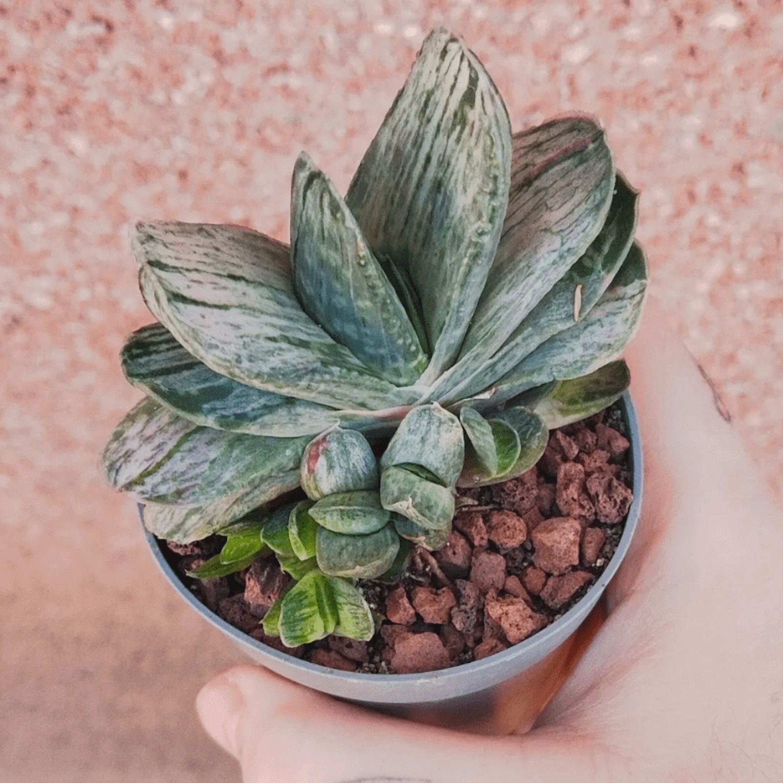 Gasteria Sakura Fuji, Variegated Gasteria Hybrid,Variegated Succulent ...