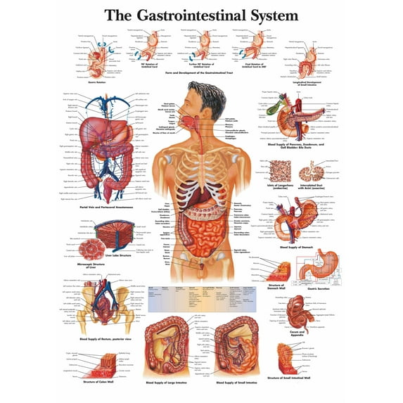 The Gastrointestinal System Wall Art Posters Canvas Print Artwork Wall ...