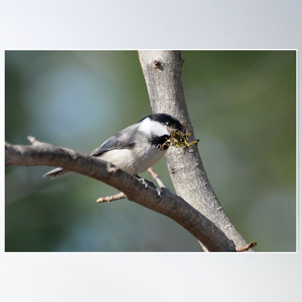 Gathering The Nesting Material Poster Wall Art, Modern Wall Decor For ...