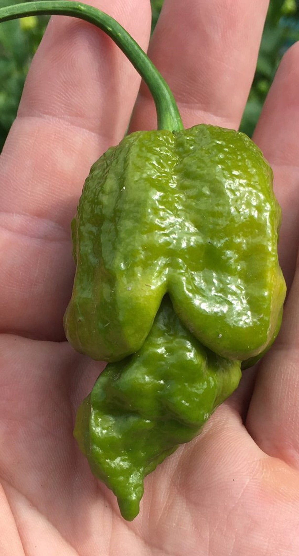 Gator Jigsaw Ultra Hot Pepper Premium Seeds Packet - Walmart.com