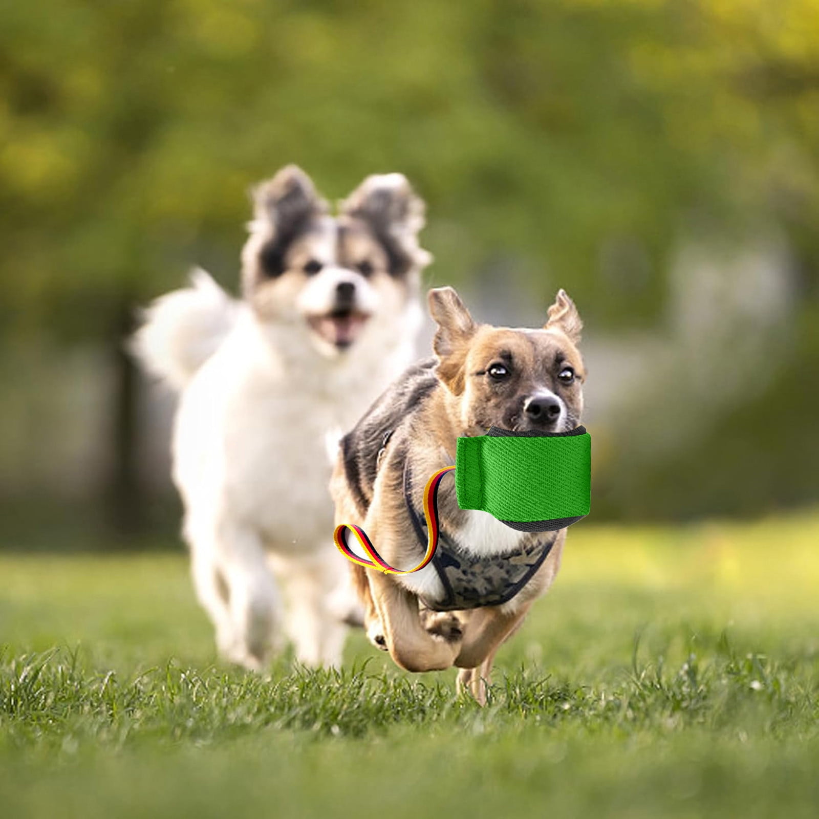 GeBuSn Dog Tug Toy Training Interactive Play Dog Pillow For Small Medium Dog Training (Green ...