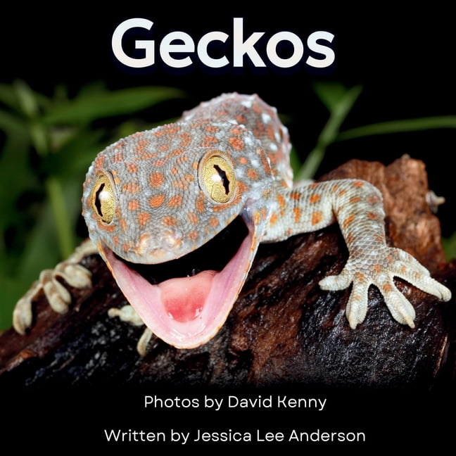 Junior Animal Explorers Geckos: Get to Know More About These Vocal ...