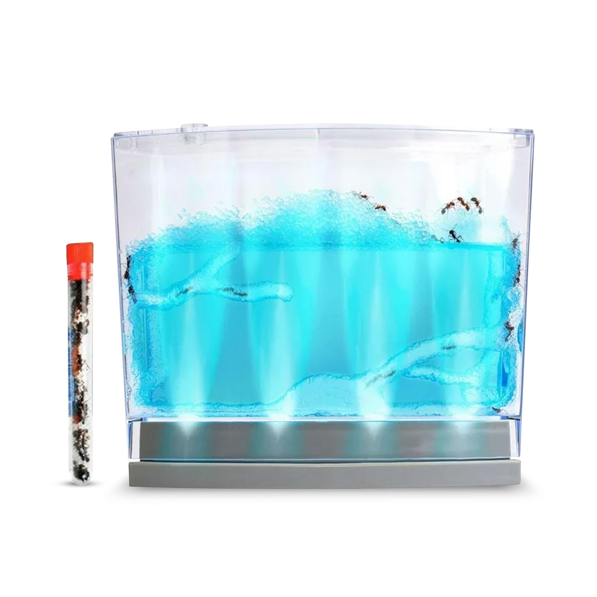 Gel Ant Habitat Lighted Blue with FREE Certificate for 25 Live Ants ...