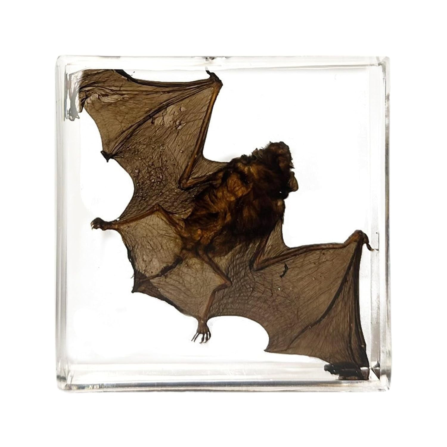 Gemegraclee Knick Knacks, Bat Specimen Decoration in Resin, Bat ...