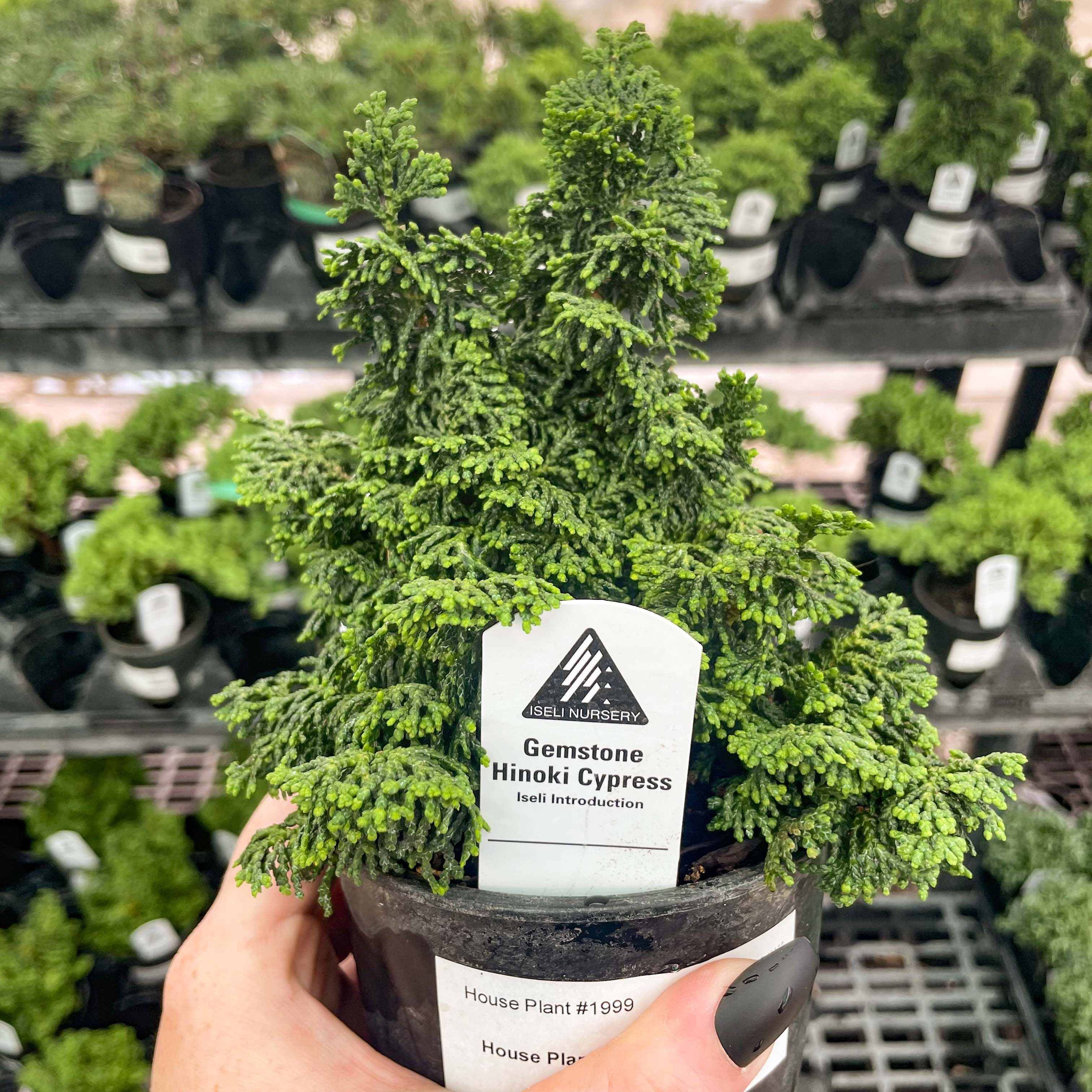 Gemstone Hinoki Cypress- Live Bonsai Starter Plant - 4" Growers Pot ...