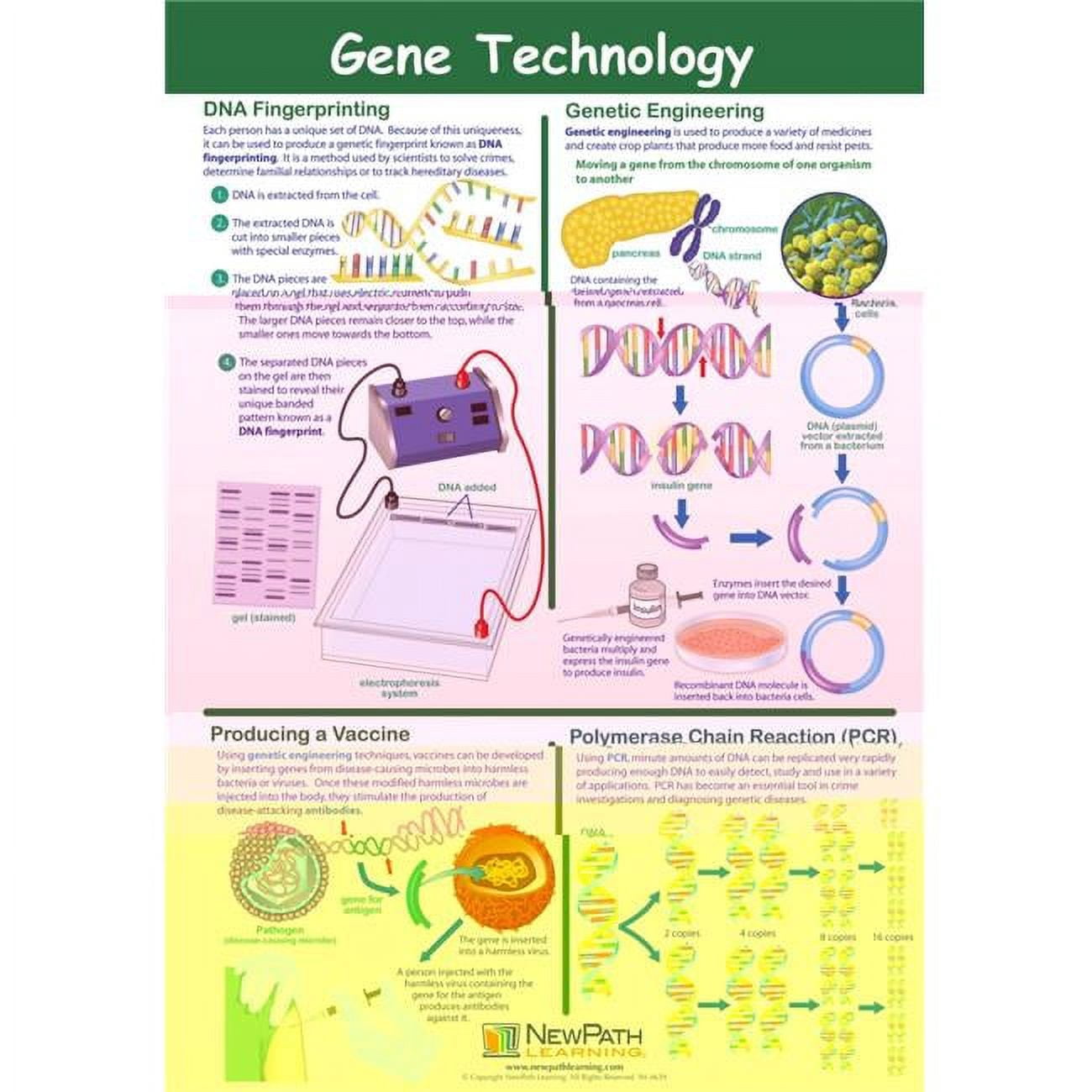NewPath Learning Gene Technology Laminated Learning Poster, 23 X 35 in ...