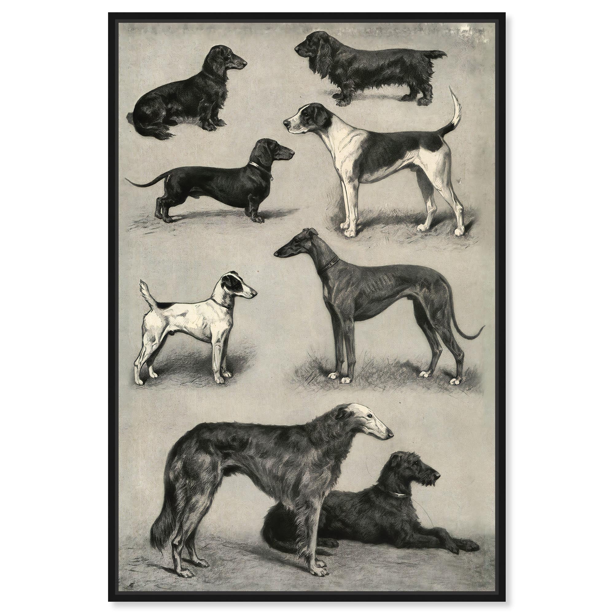 Generations of Dogs I Canvas Animal Line Art by Art Remedy, Black Frame ...