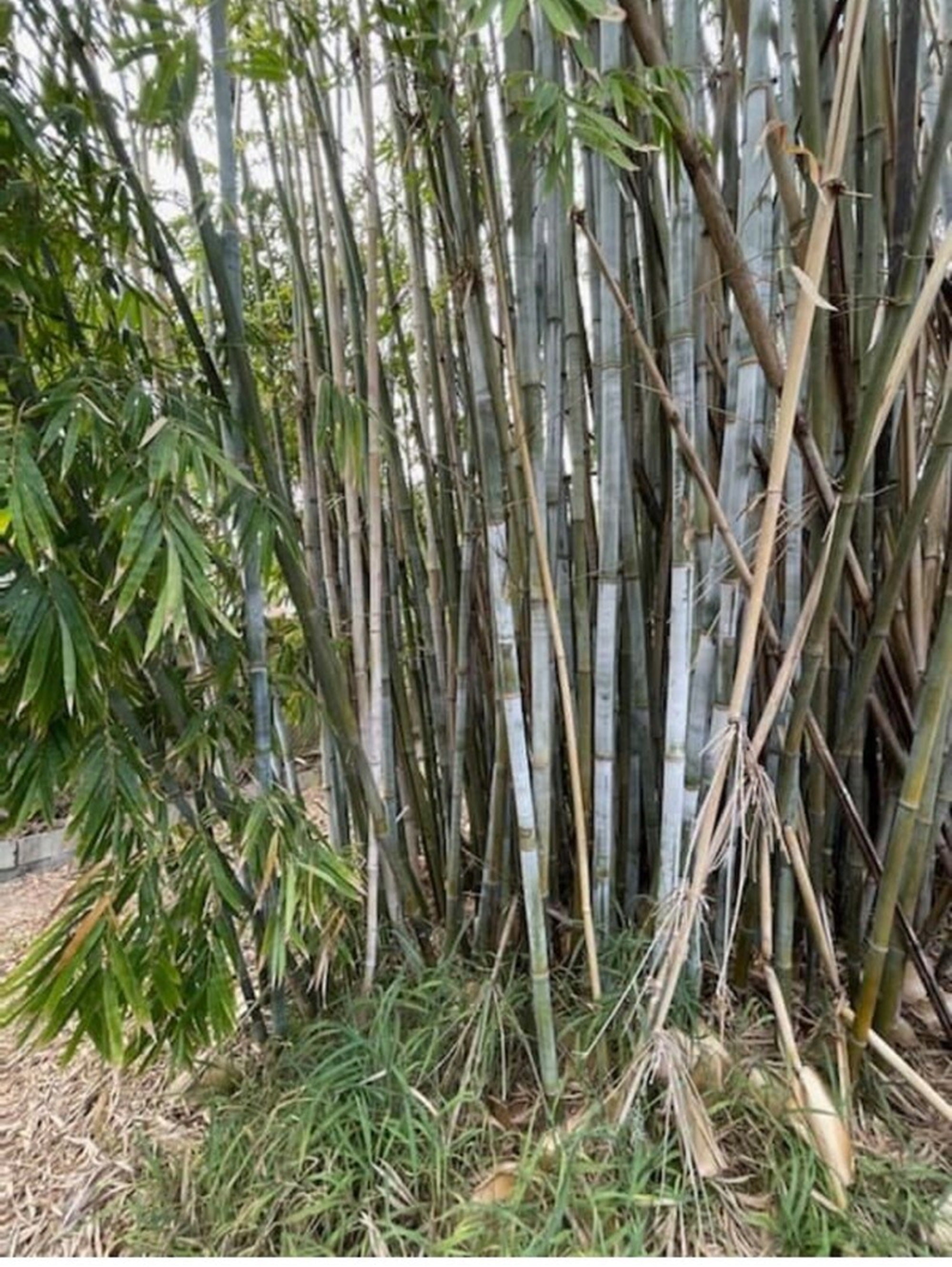 25 Tropical Blue Bamboo Seeds - Walmart.com
