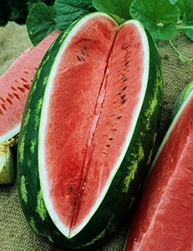 Generic 50 Congo FEV6 Watermelon Seeds for Planting Heirloom and Non ...