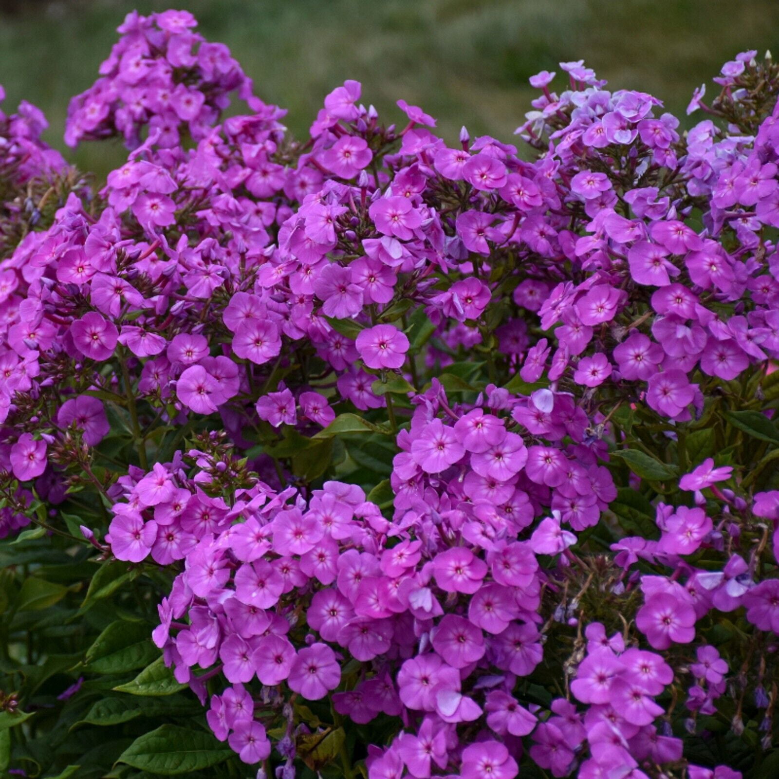 Generic 50 Cover Girl Phlox Seeds Flower Perennial Seed Flowers ...