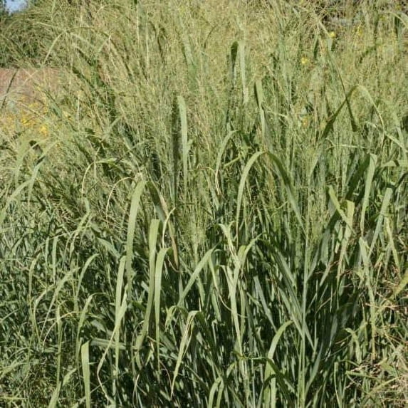 Generic 500 Cave-in-Rock Switchgrass Forage Native Grass - Walmart.com