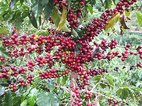 Generic Coffee Seeds for Planting(30 Seeds) - Walmart.com