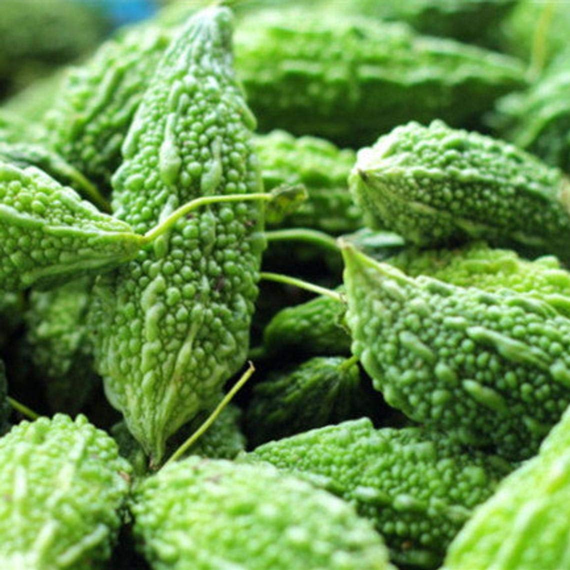 Generic Gourd Bitter TWE5 Melon Dark Jade 5 Seeds for Planting, Hybrid ...