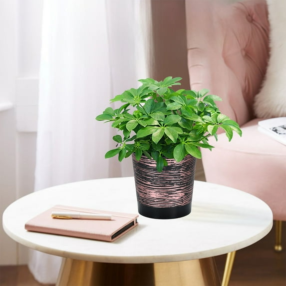 Generic Imports Indoor Outdoor Plant Succulent Herb Flower Pot with ...