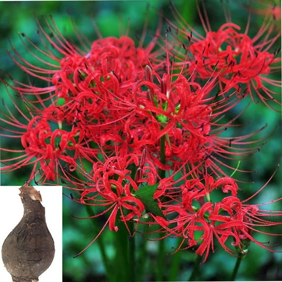 Generic Lycoris Radiata Bulbs Nerine Bowdenni Bulbs Red Bowden Lily ...