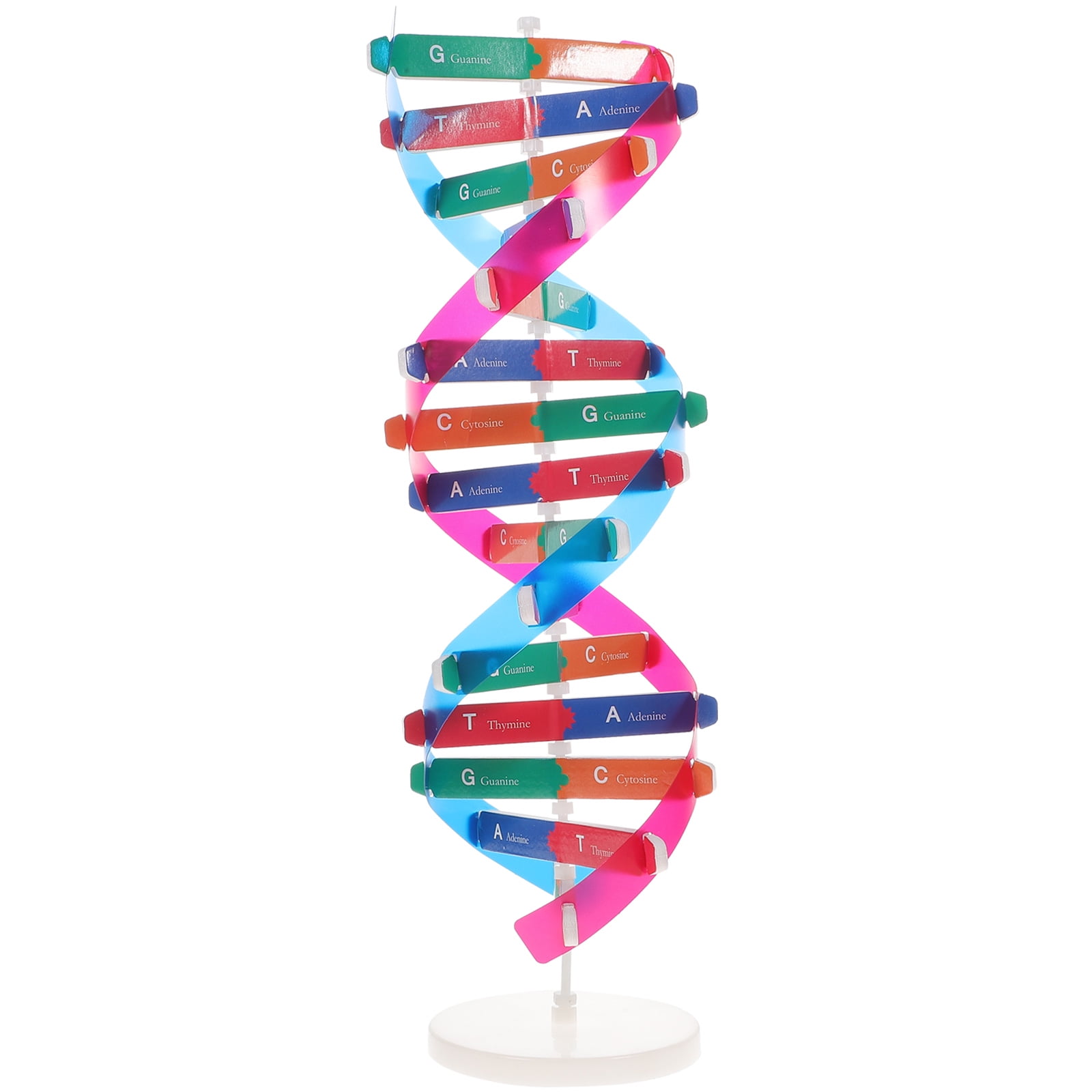 Genes Dna Structure Model Toy Teaching Aids Plant Posters Display Stand ...