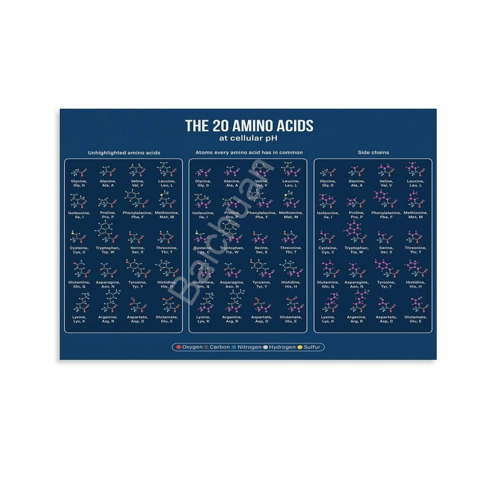 Genetic Code For Amino Acids Chart Poster (2) Canvas Painting Posters ...