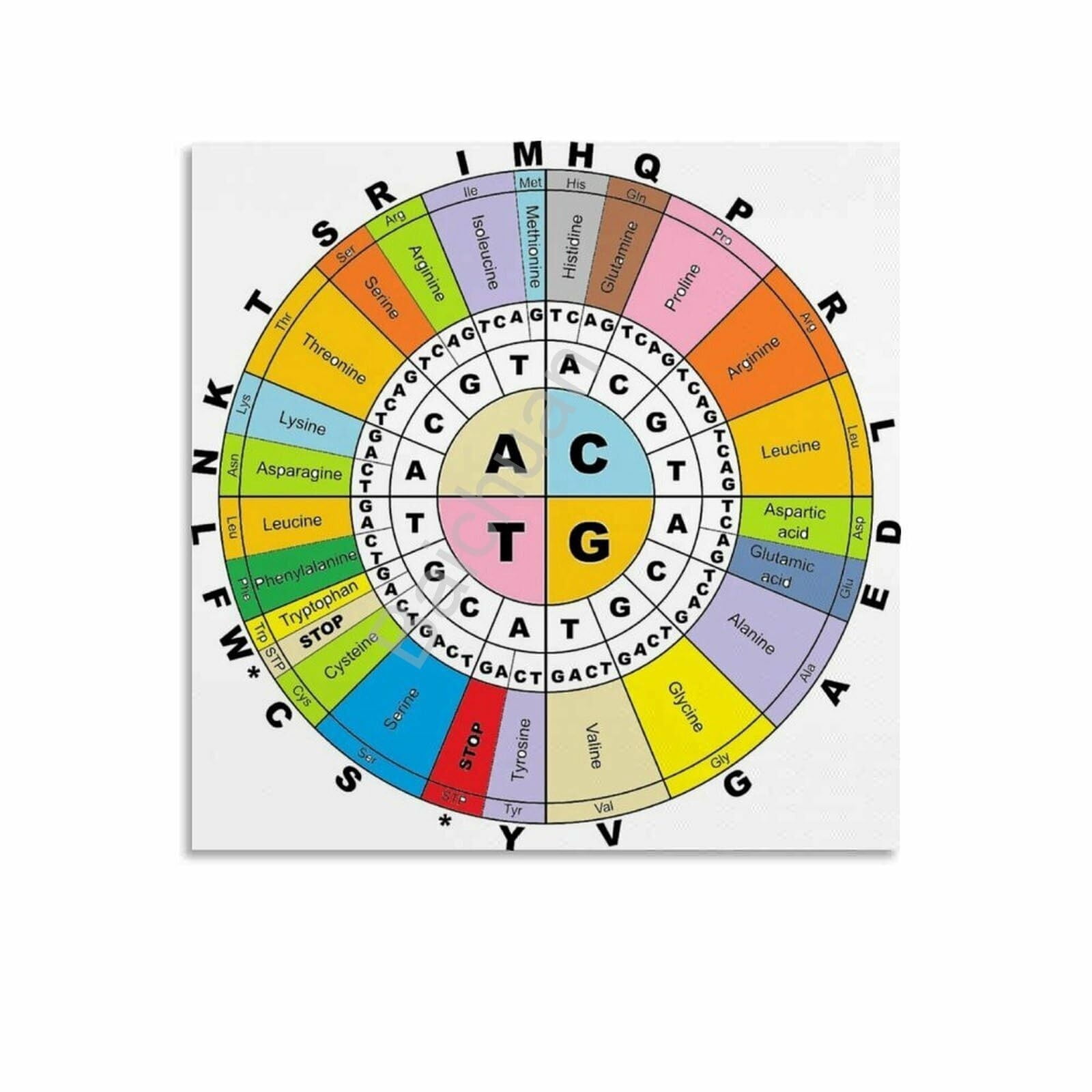 Genetic Code For Amino Acids Poster Biology Chart (1) Canvas Painting ...