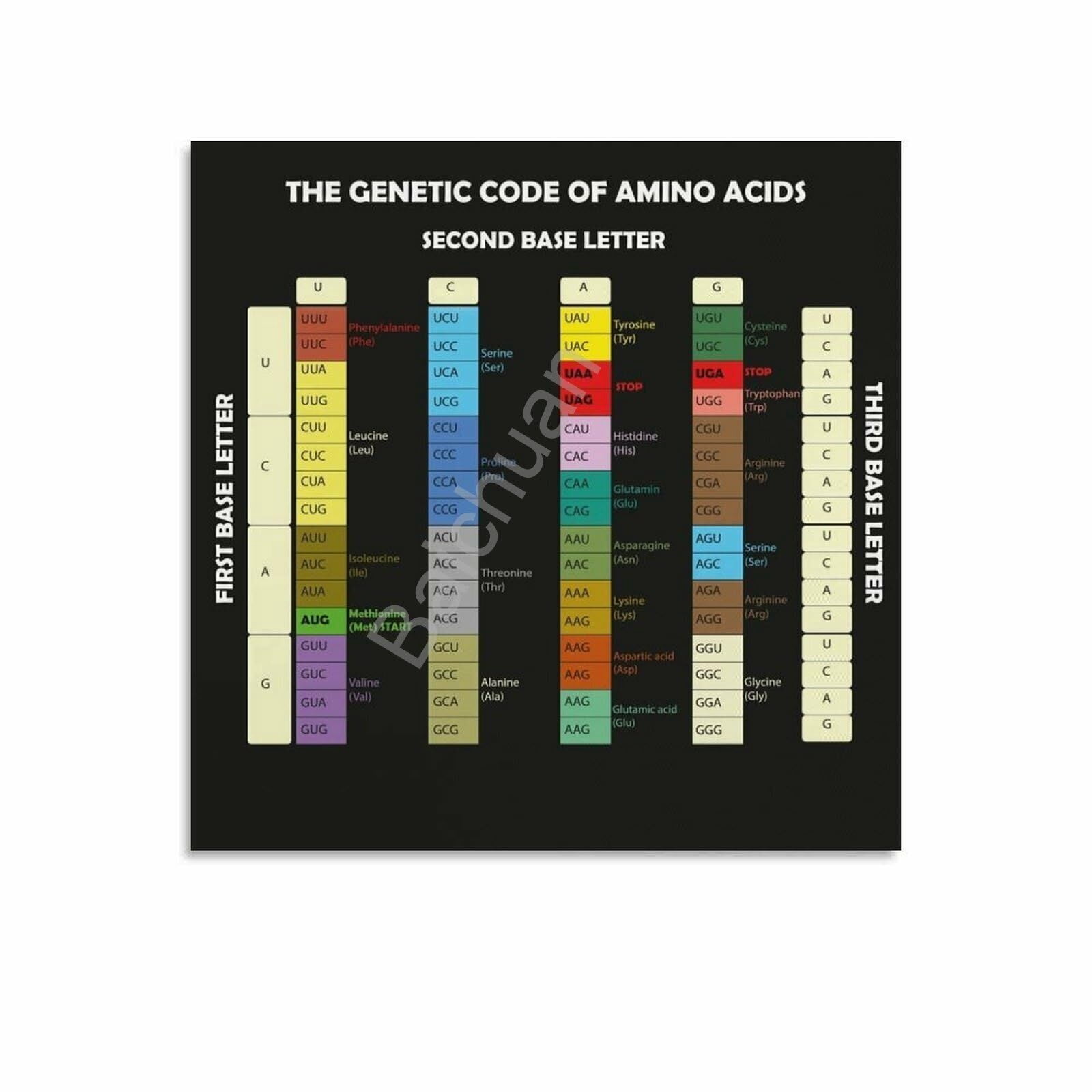 Genetic Code For Amino Acids Poster Biology Chart (7) Canvas Painting ...