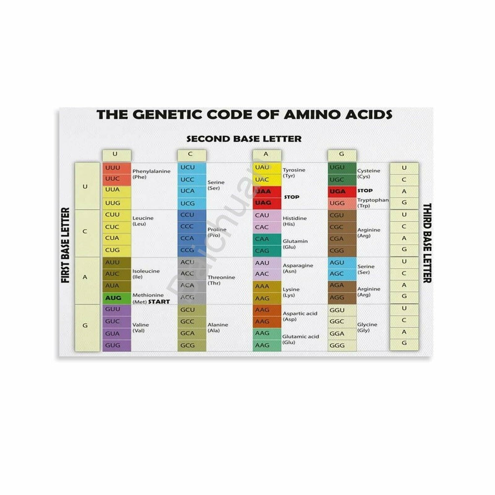 Genetic Code For Amino Acids Poster Biology Chart (8) Canvas Painting ...