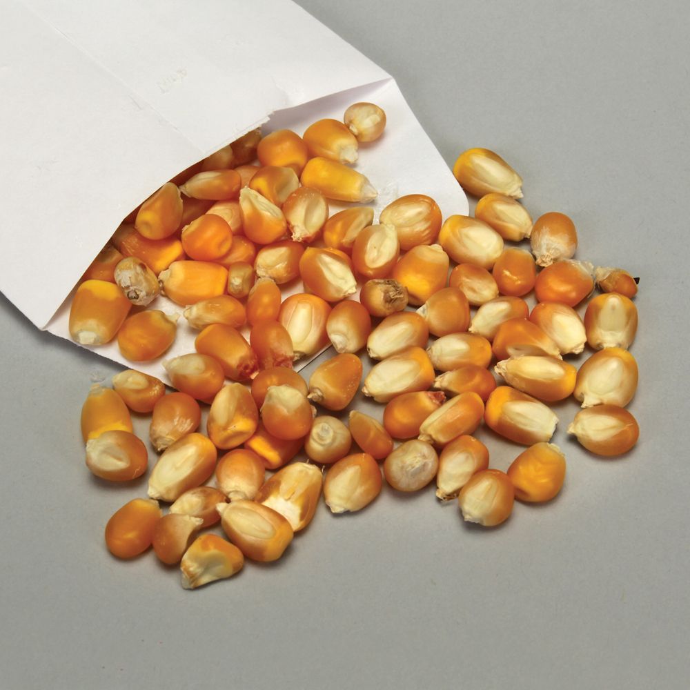 Genetic Corn Seed, Tall:Dwarf 3:1, Pack 100 - Walmart.com