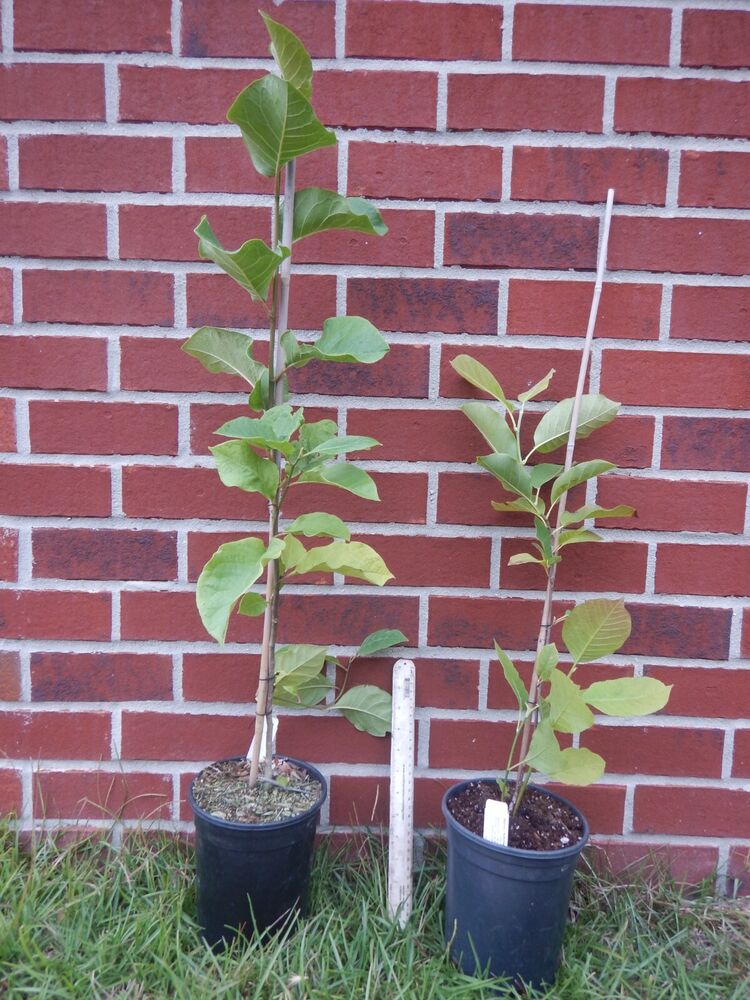 Genie~Magnolia Hybrid Tree~Deep Plum purple Fragrant Blooms! Large 1 ...