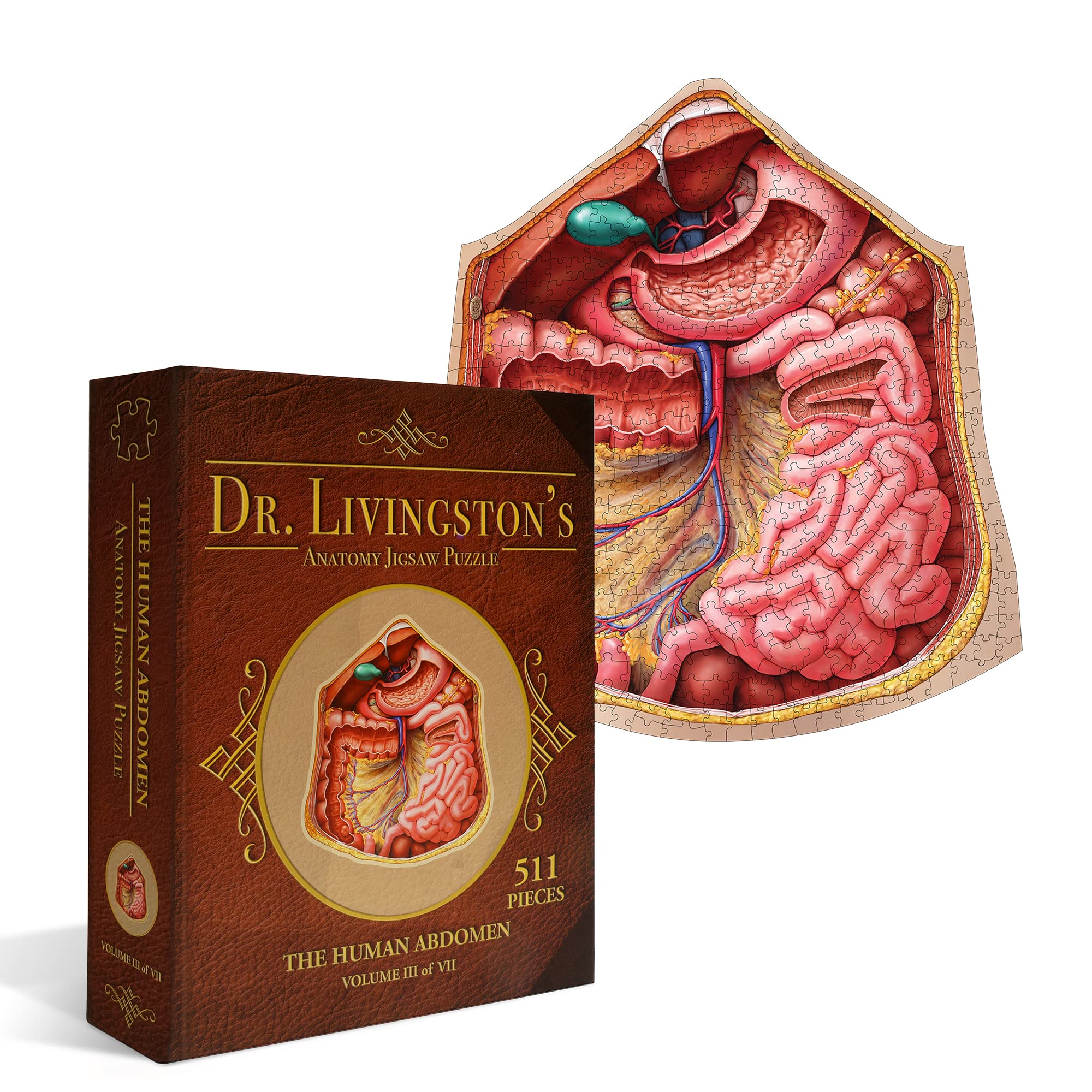 Genius Games Human Abdomen YPF5 Anatomy Jigsaw Puzzle | Dr Livingston's ...